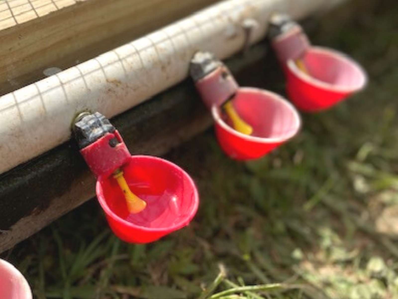 Supplies to Raise Your Own Quail - Beginners Guide