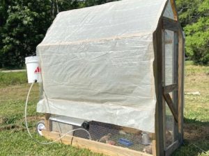 Supplies to Raise Your Own Quail - Beginners Guide