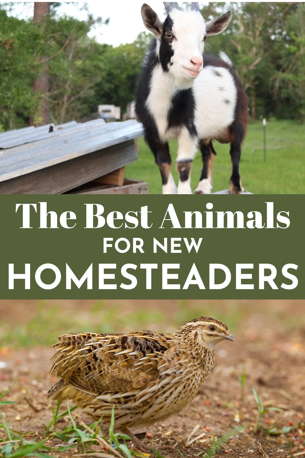 The Best Animals for a Small Homestead or Farm