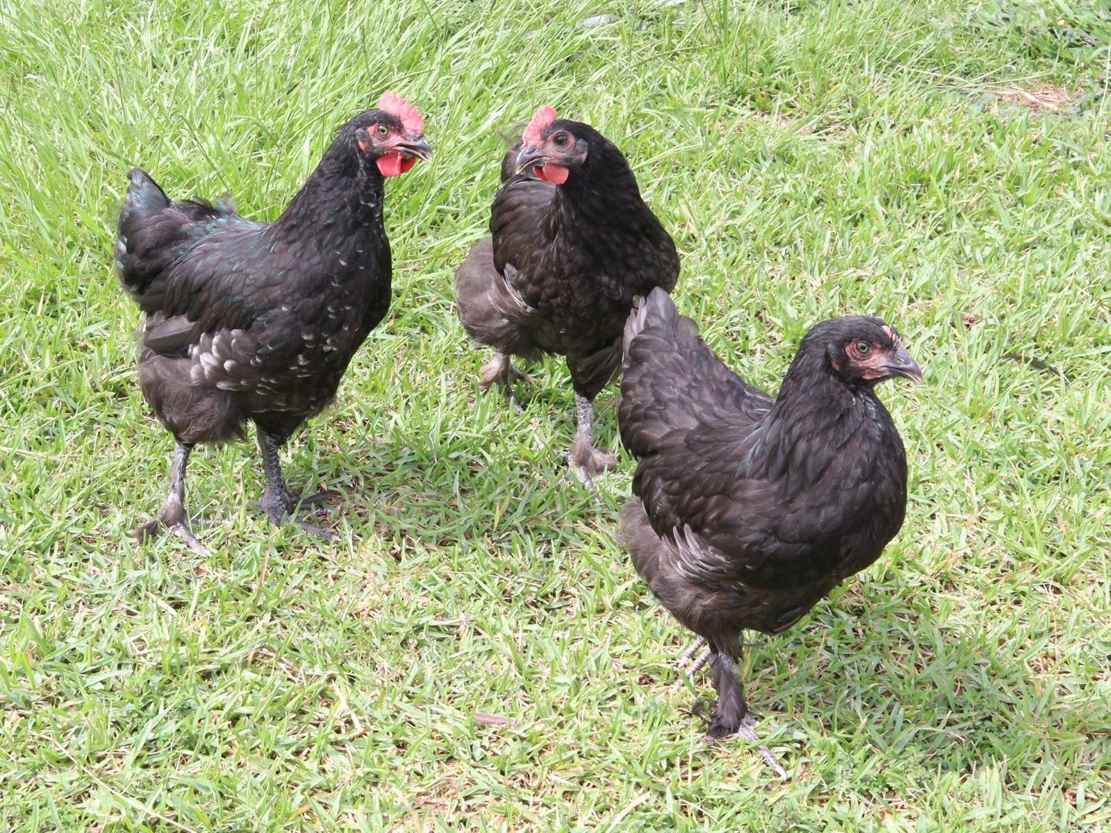 What Are Baby Chickens Called? (New Chicken Owners Guide)