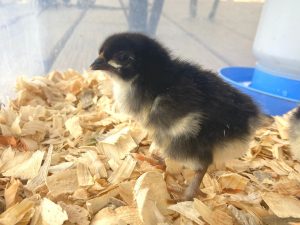 What Are Baby Chickens Called? (New Chicken Owners Guide)