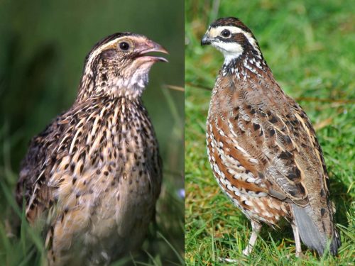 Bobwhite VS. Coturnix - The Best Jumbo Quail Breed for Meat