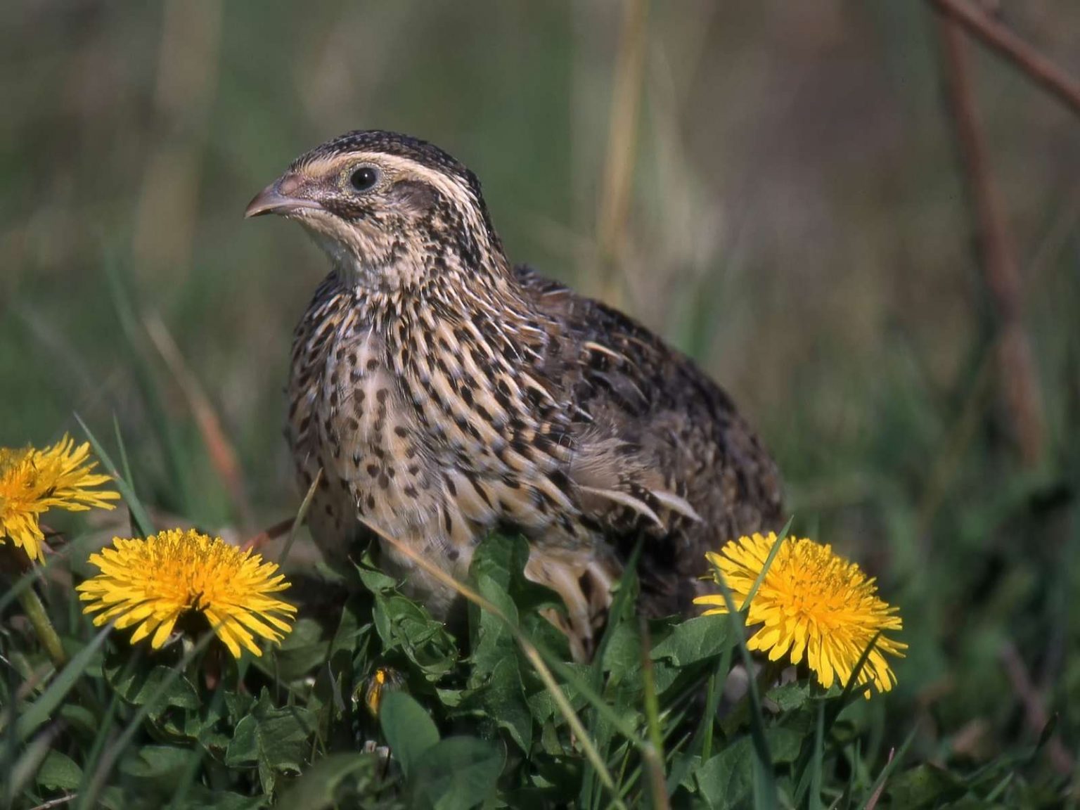 Bobwhite VS. Coturnix - The Best Jumbo Quail Breed for Meat